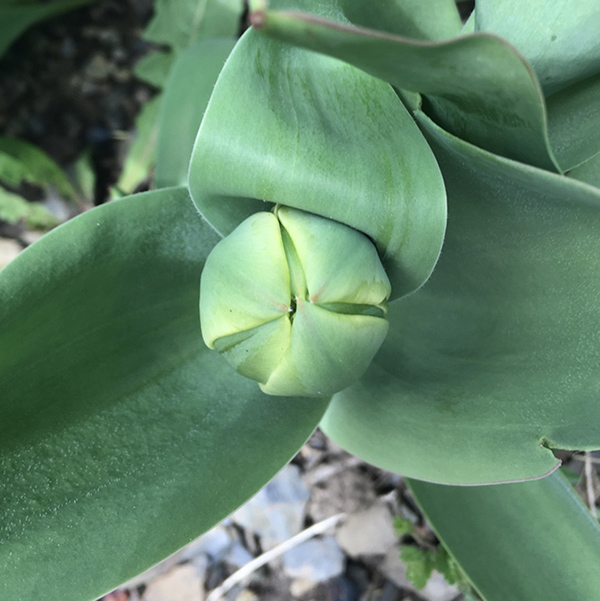 About our Logo - Antigonish Womens Centre and Sexual Assault Services